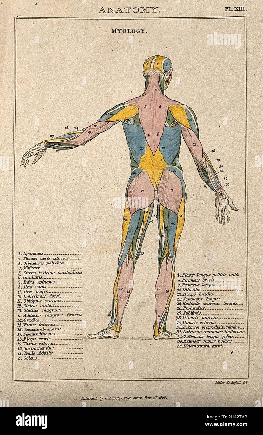 An écorché: seen from the back, with left arm extending to the side ...