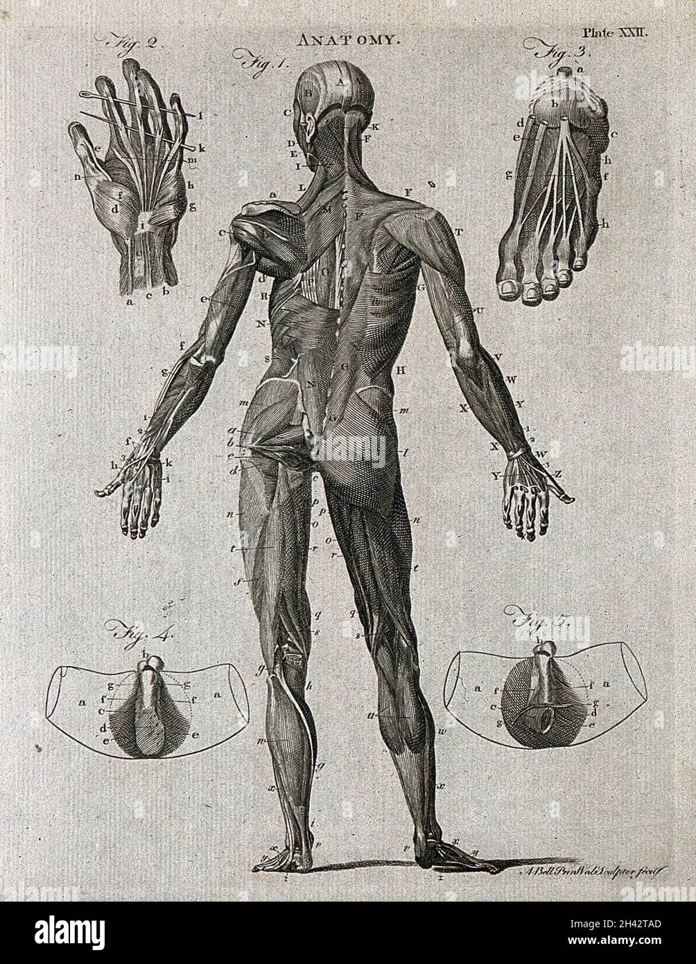 An écorché figure seen from behind, with details of the muscles of the ...
