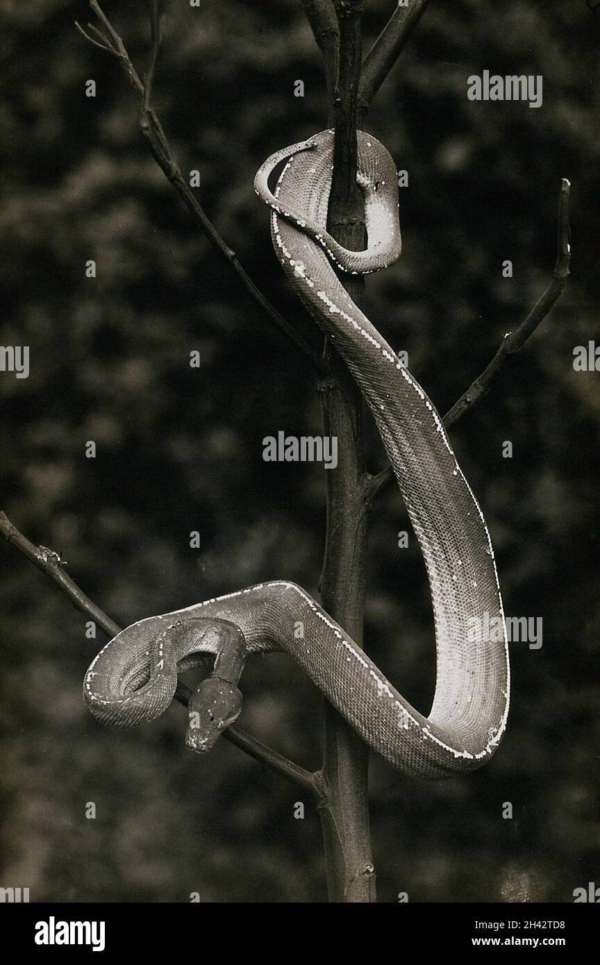 Green tree snake (Chondropython viridis), coiled around a tree ...