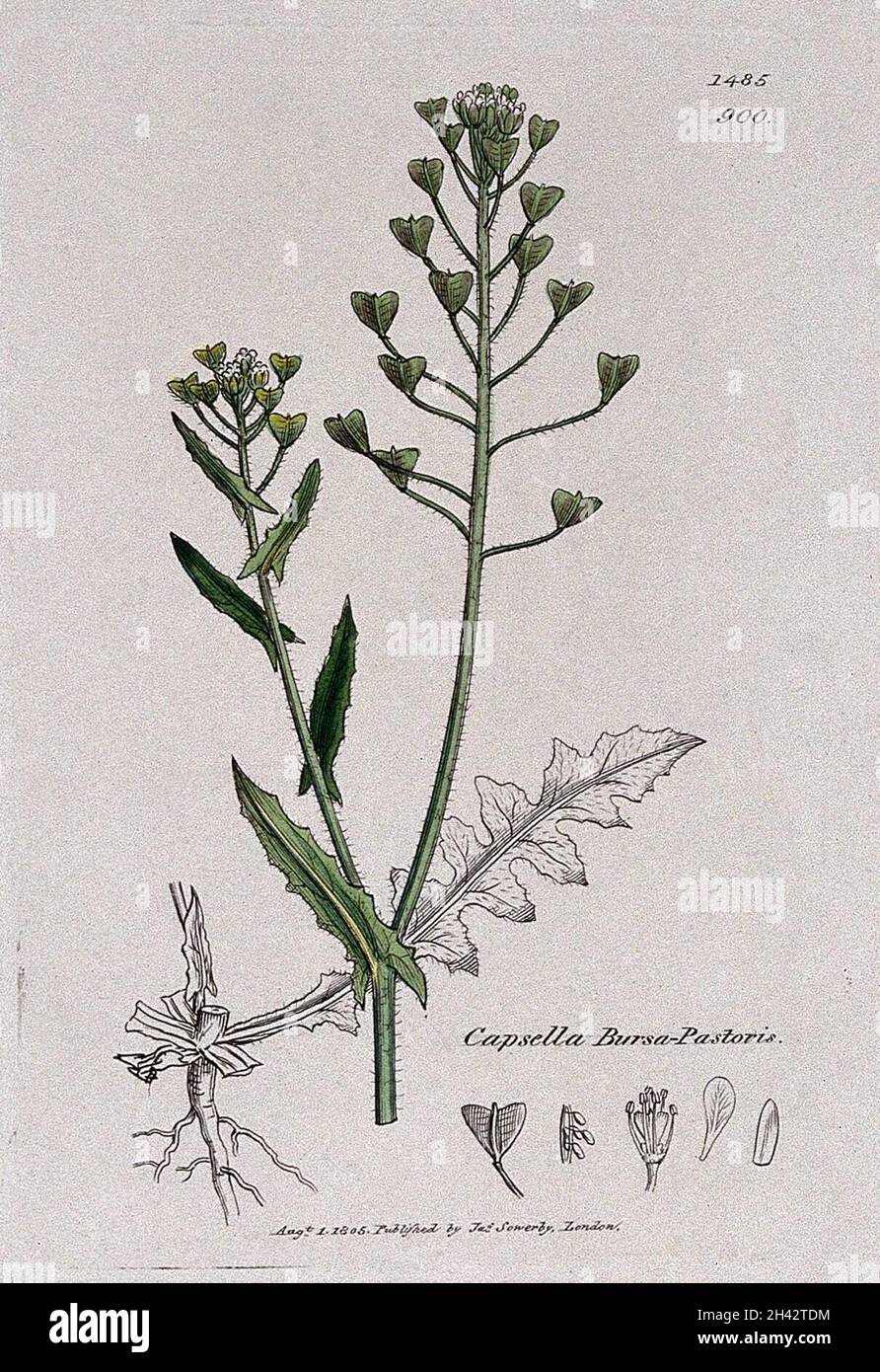 Shepherd's purse (Capsella bursa-pastoris): flowering stem, leaf and ...