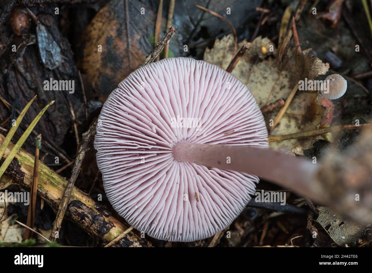 Underside of a Rosy Bonnet (Mycena rosea) fungus showing the gills ...