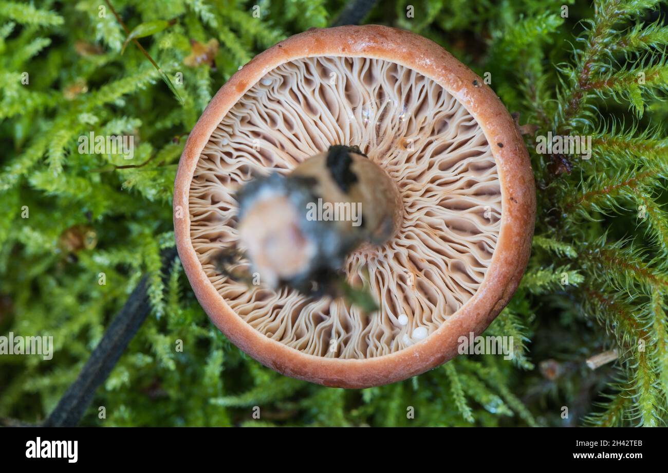 Lactarius sp hi-res stock photography and images - Alamy