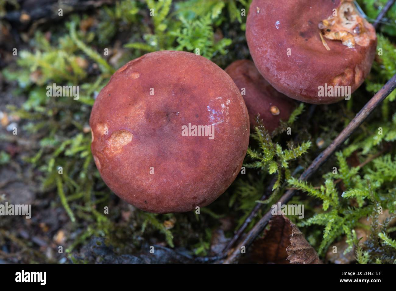 A Milkcap (Lactarius sp.) fungus from Box Hill,Surrey Stock Photo - Alamy