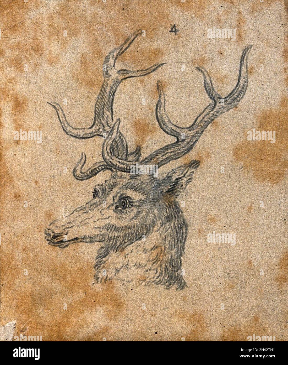 Stag drawing hi-res stock photography and images - Alamy