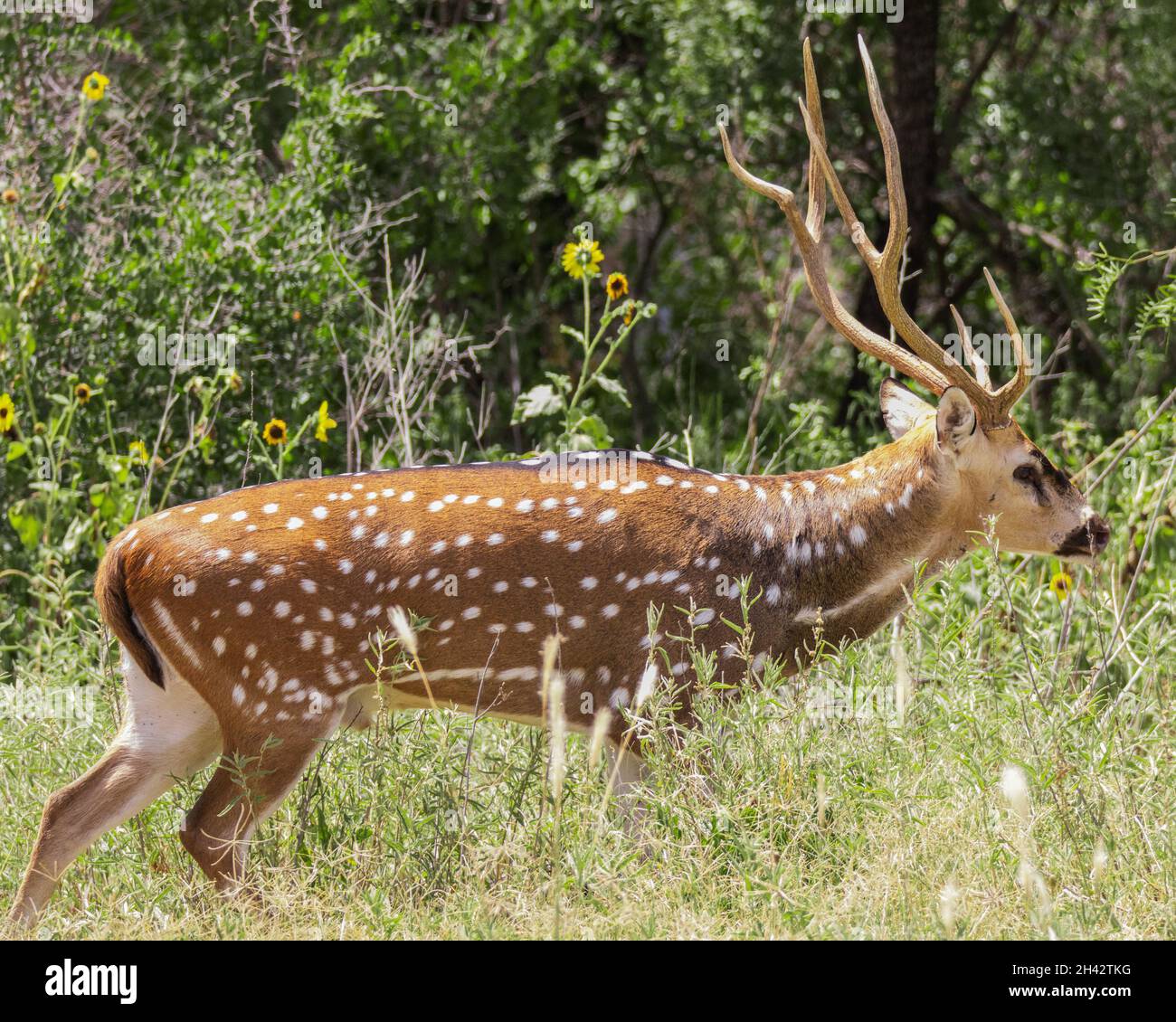 A selective of a male spotted deer (Axis axis) in the field Stock Photo ...