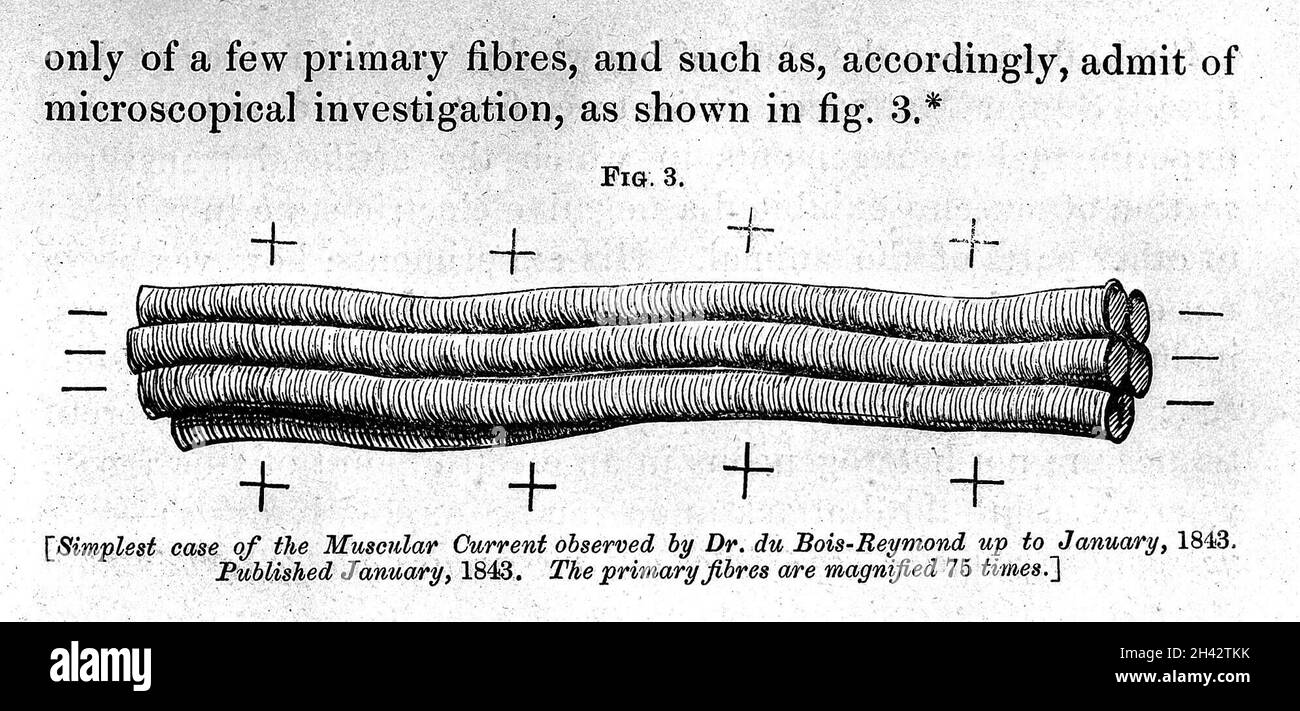 Electrical state of muscle fibres Stock Photo - Alamy