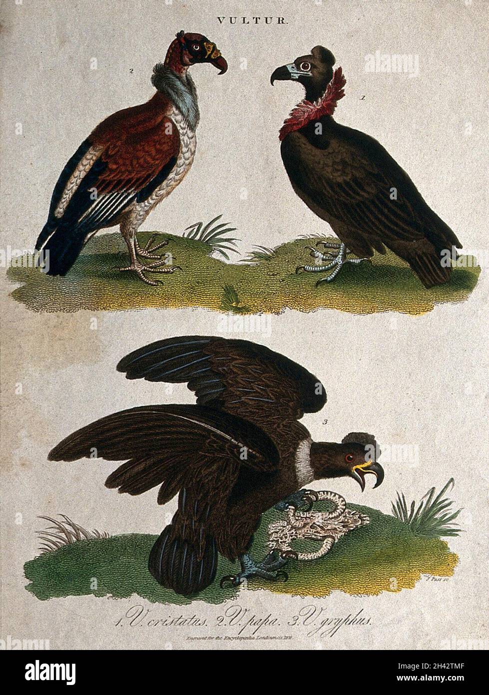 Top, two vultures; bottom, vulture holding a snake in its claws ...