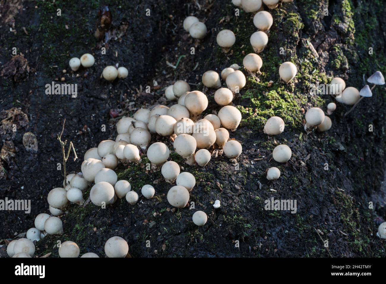 Clump of Stump Puffballs (Lycoperdon pyriforme) on a tree root Stock ...