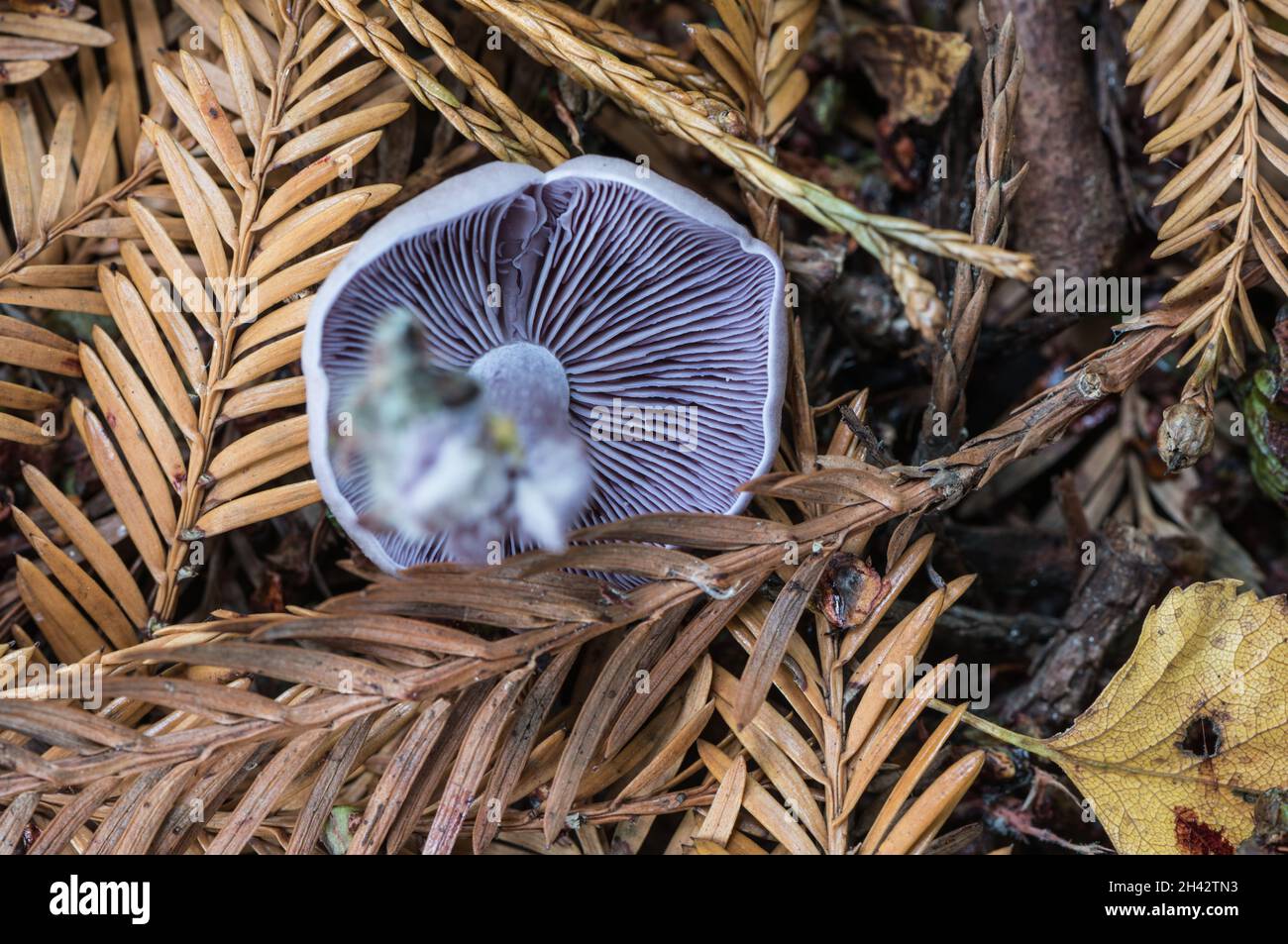 Fungus - Wood Blewit (Lepista nuda Stock Photo - Alamy