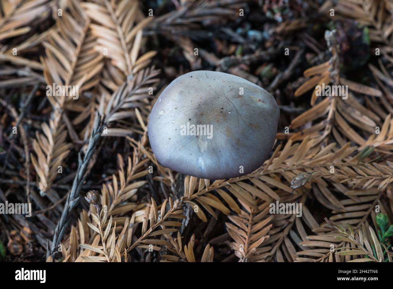Fungus - Wood Blewit (Lepista nuda Stock Photo - Alamy