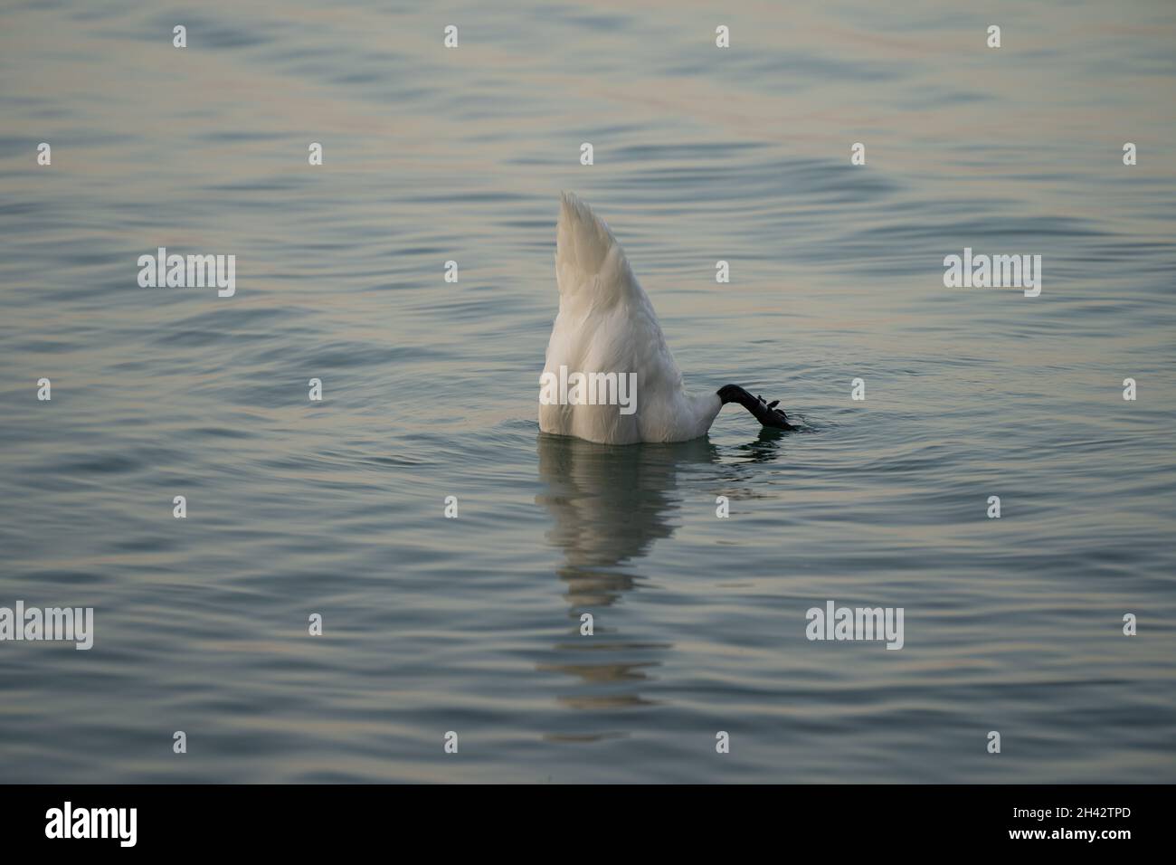 An elegant white swan diving in a lake Stock Photo - Alamy