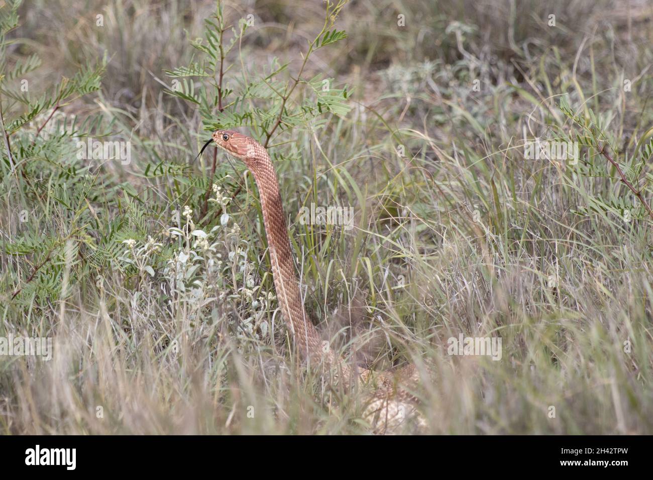 A poisonous red snake in the grass Stock Photo - Alamy