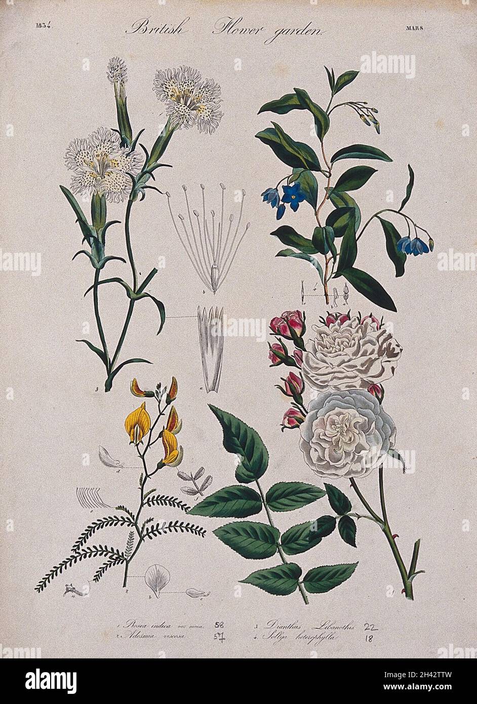 Four British garden plants: flowering stems and floral segments ...