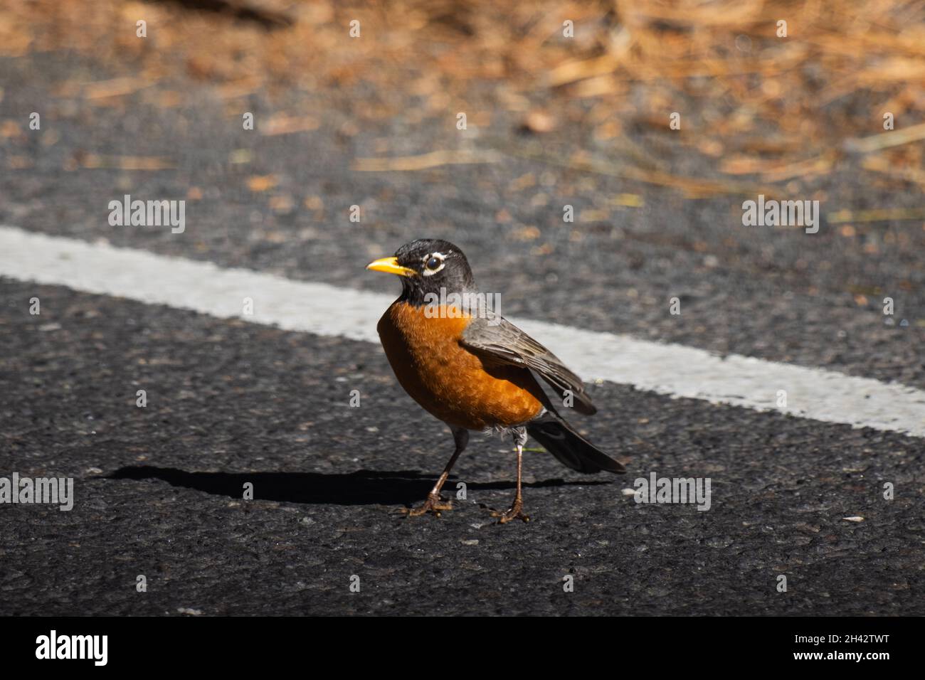 Robin park road hi-res stock photography and images - Alamy