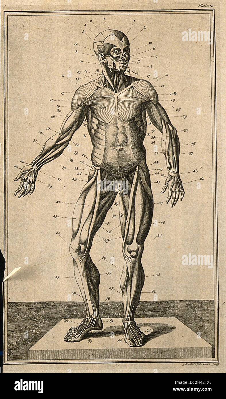 The muscles of the human body, seen from the front, after Eustachius ...