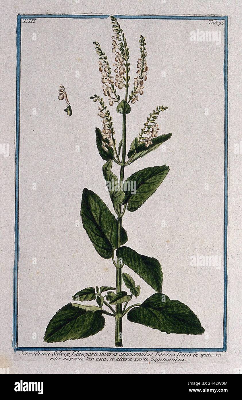 Wood germander or wood sage (Teucrium scorodonia L.): flowering stem ...