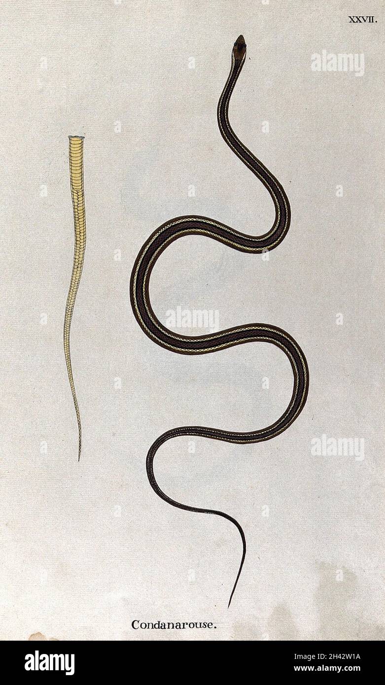A snake, slender and brown in colour, with yellow, black and purple ...