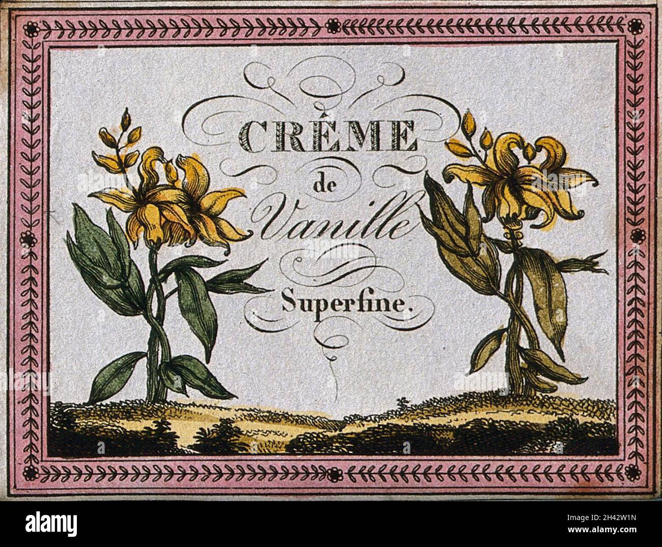 A liqueur label illustrated with two vanilla plants (Vanilla planifolia ...