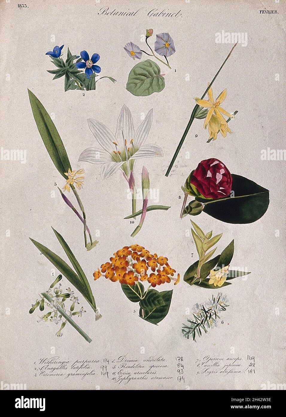 Ten flowering plants, including two orchids and a zephyr lily. Coloured ...