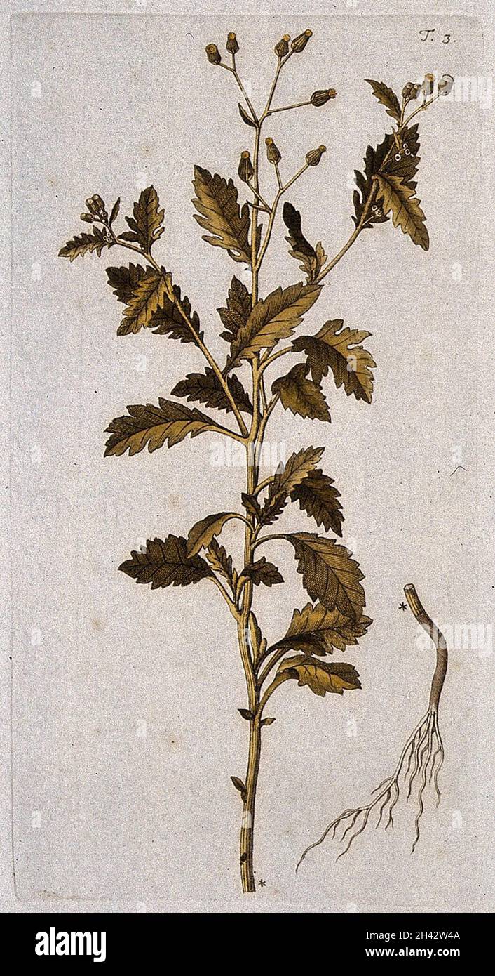 Senecio verbenaefolius: flowering stem and separate root. Coloured ...