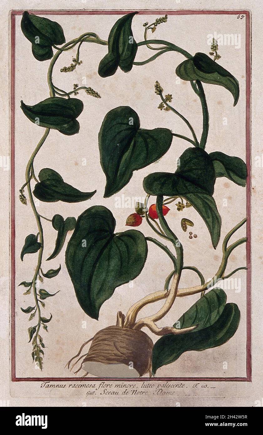 Black bryony (Tamus communis L.): flowering and fruiting plant with ...