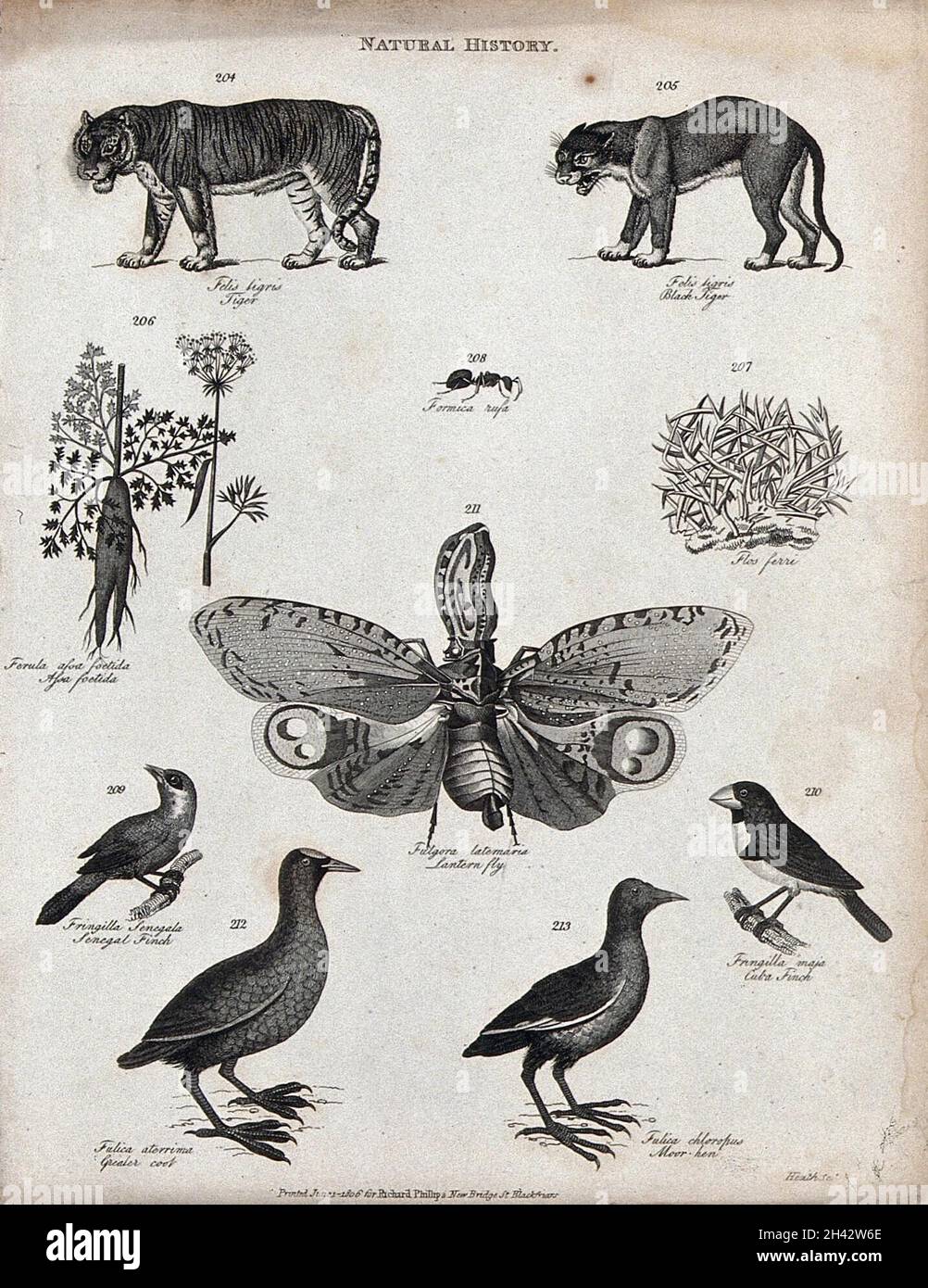 Above, two tigers, a fennel stalk and flower, an ant, and a plant ...