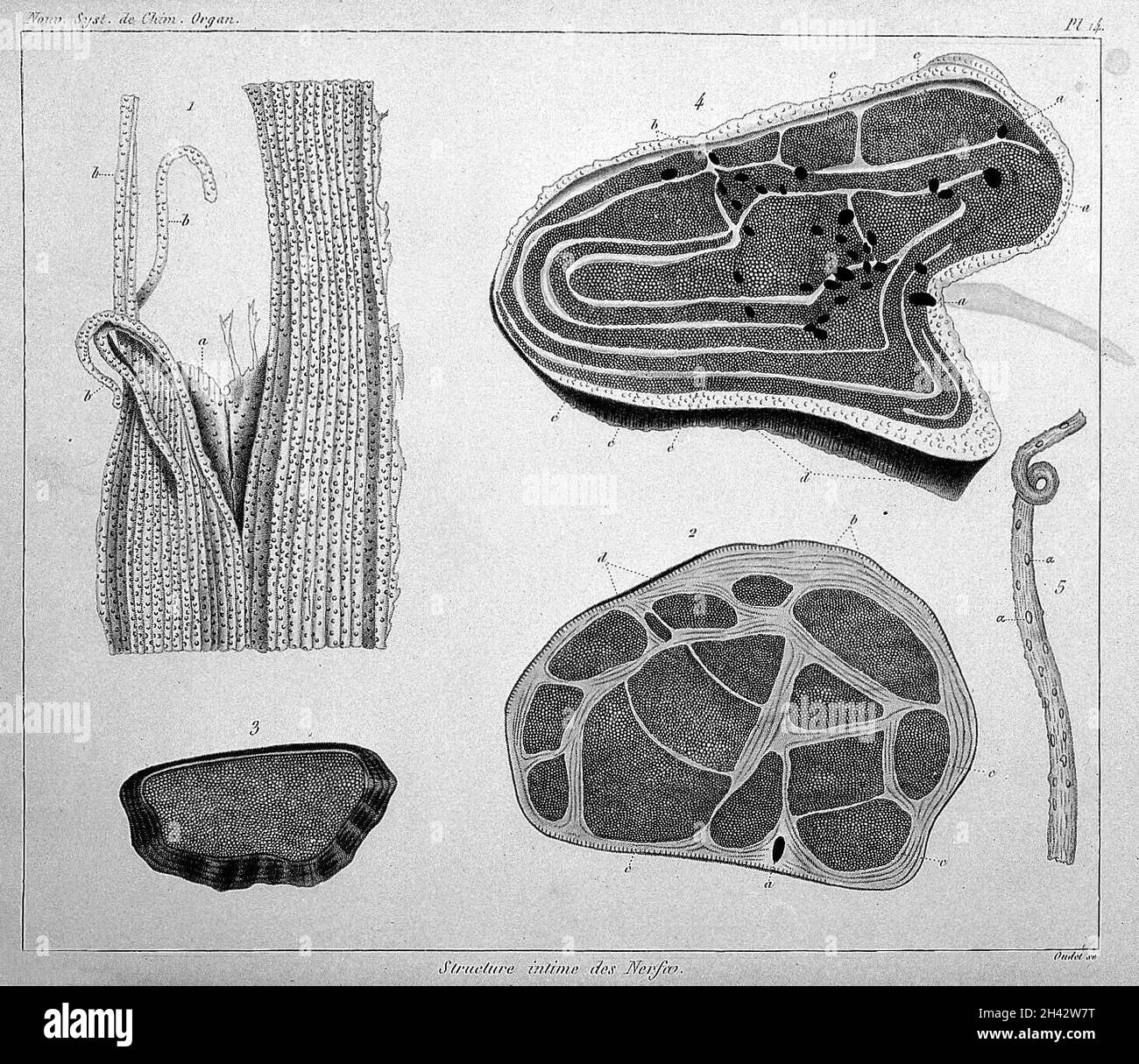 Cross-sections of nerves Stock Photo - Alamy