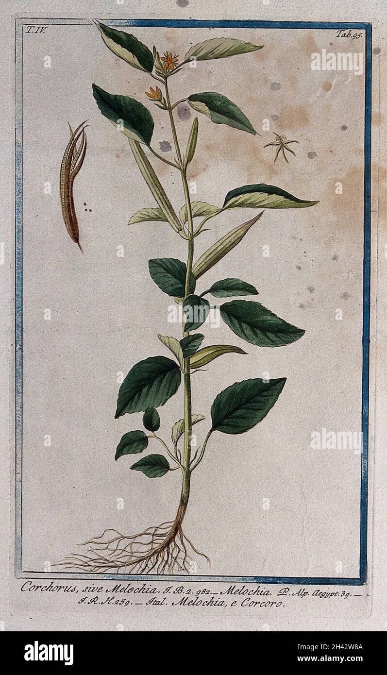 Corchorus sp hi-res stock photography and images - Alamy