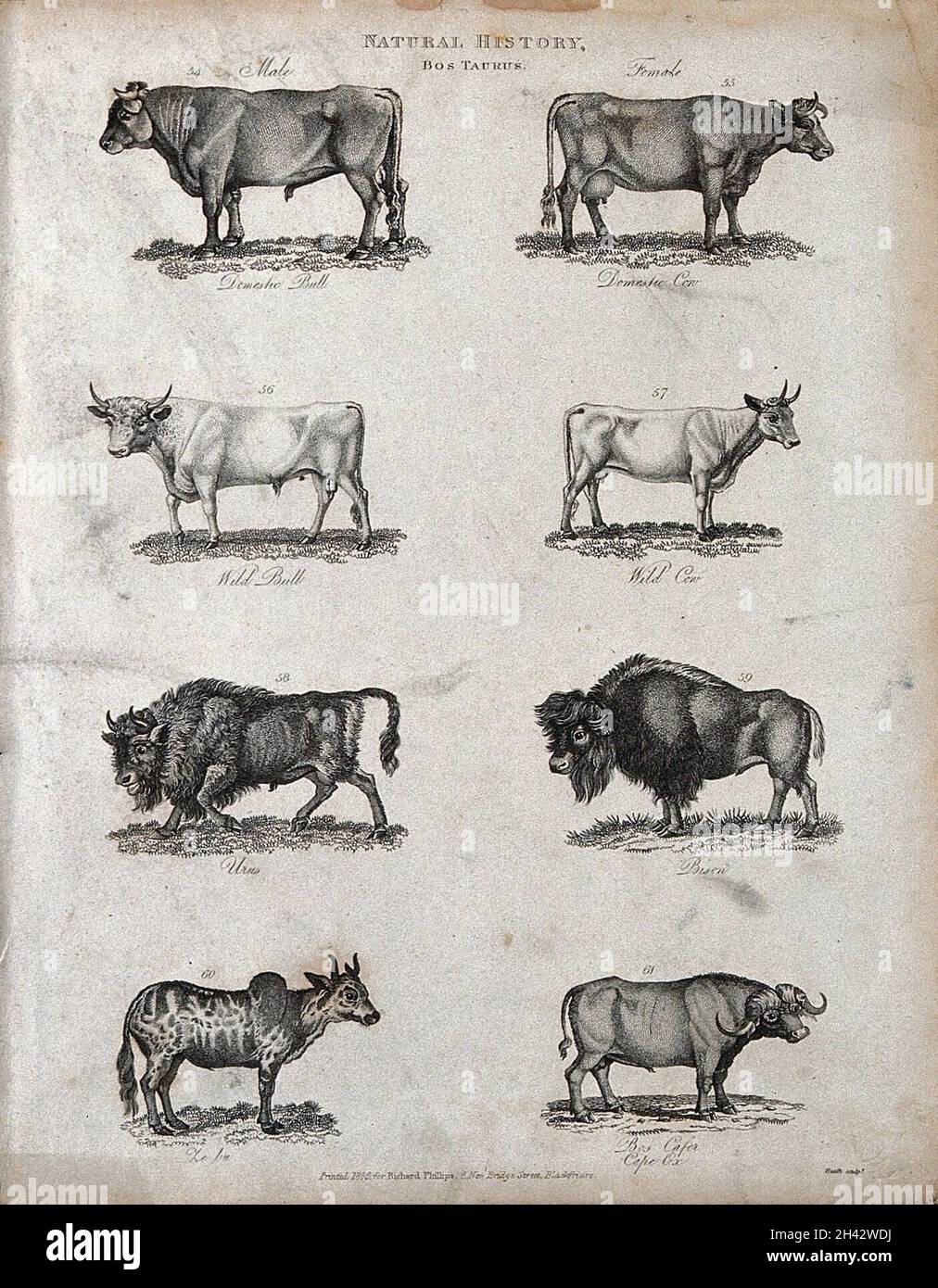 Above, a domestic bull, a domestic cow, a wild bull and a wild cow ...