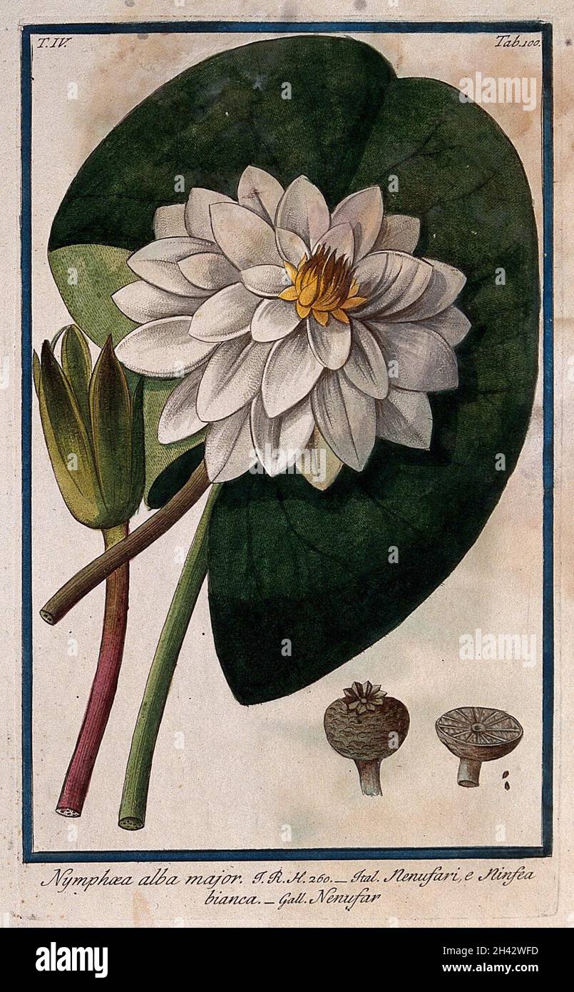White waterlily (Nymphaea alba L.): leaf, flowers, fruit and seed ...