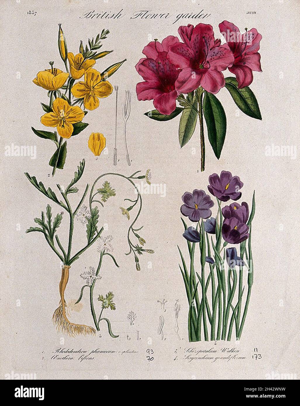 Four British garden plants, including a rhododendron: flowering stems ...
