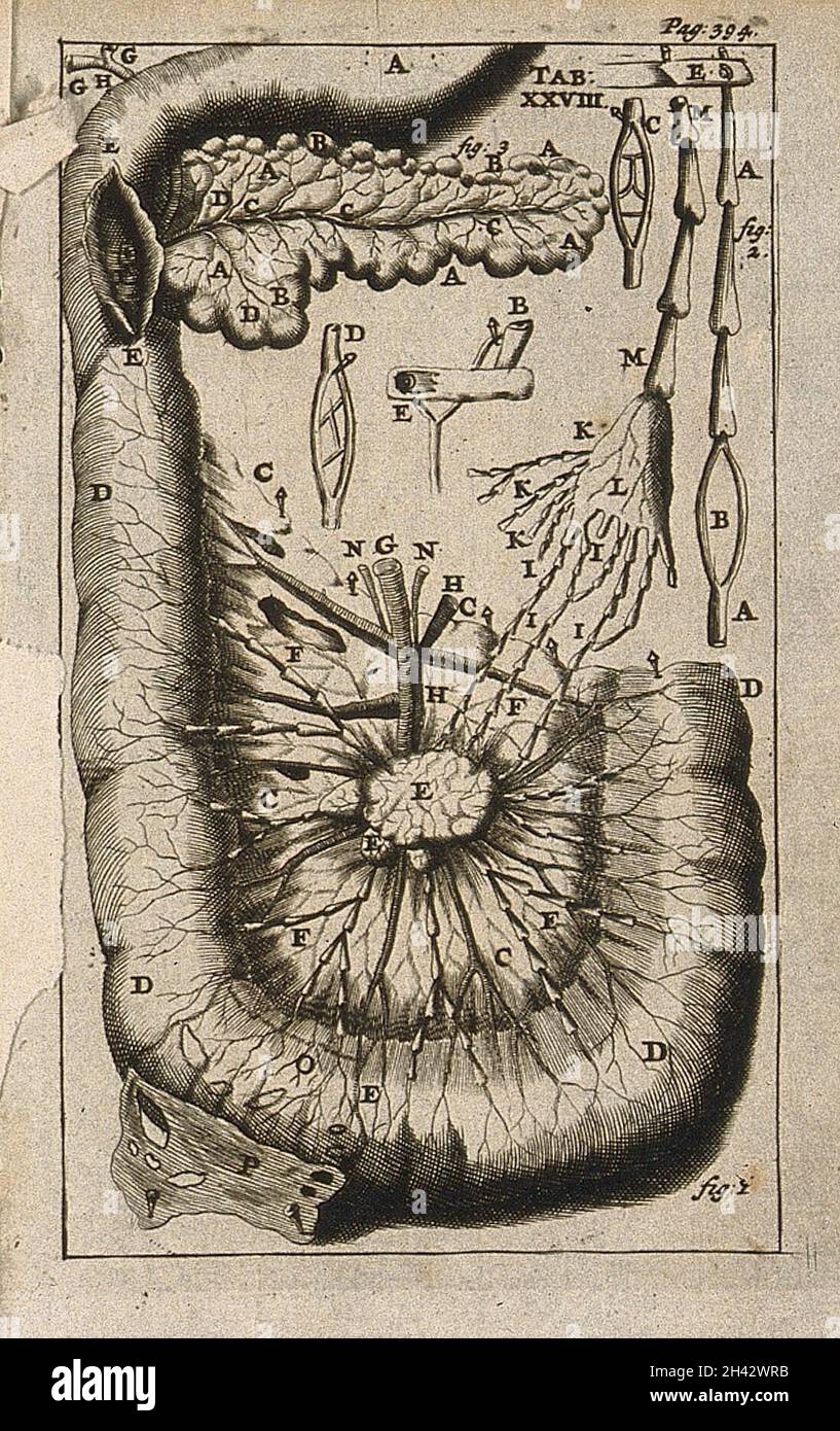 The duodenum (small intestine) and the pancreas. Engraving, 1686 Stock ...