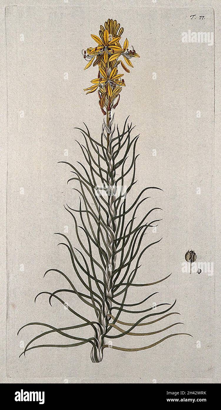 Asphodeline lutea fruit hi-res stock photography and images - Alamy