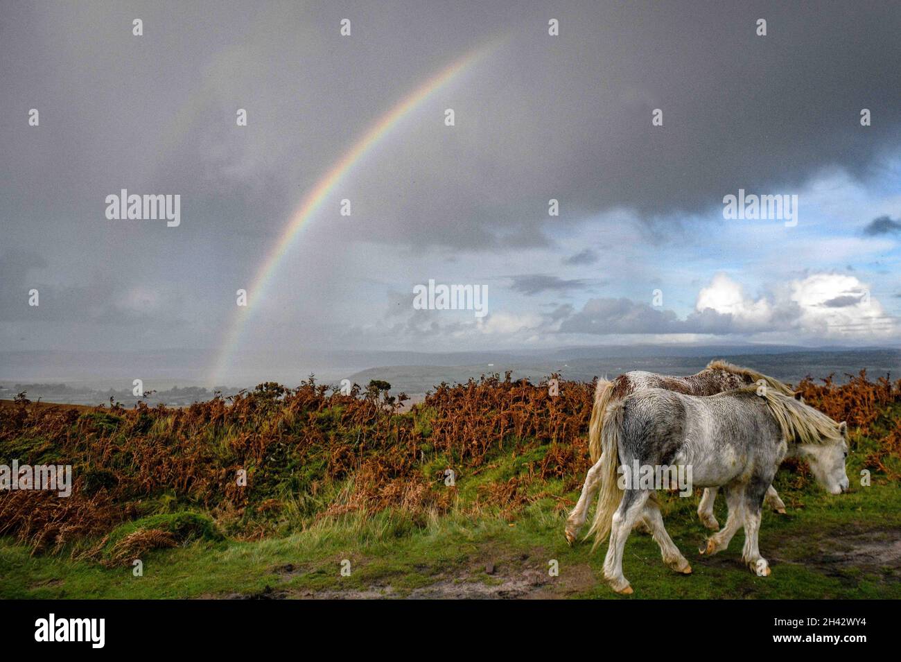 Wild Ponies walk along a bridleway in the Gower, as a rainbow appears ...