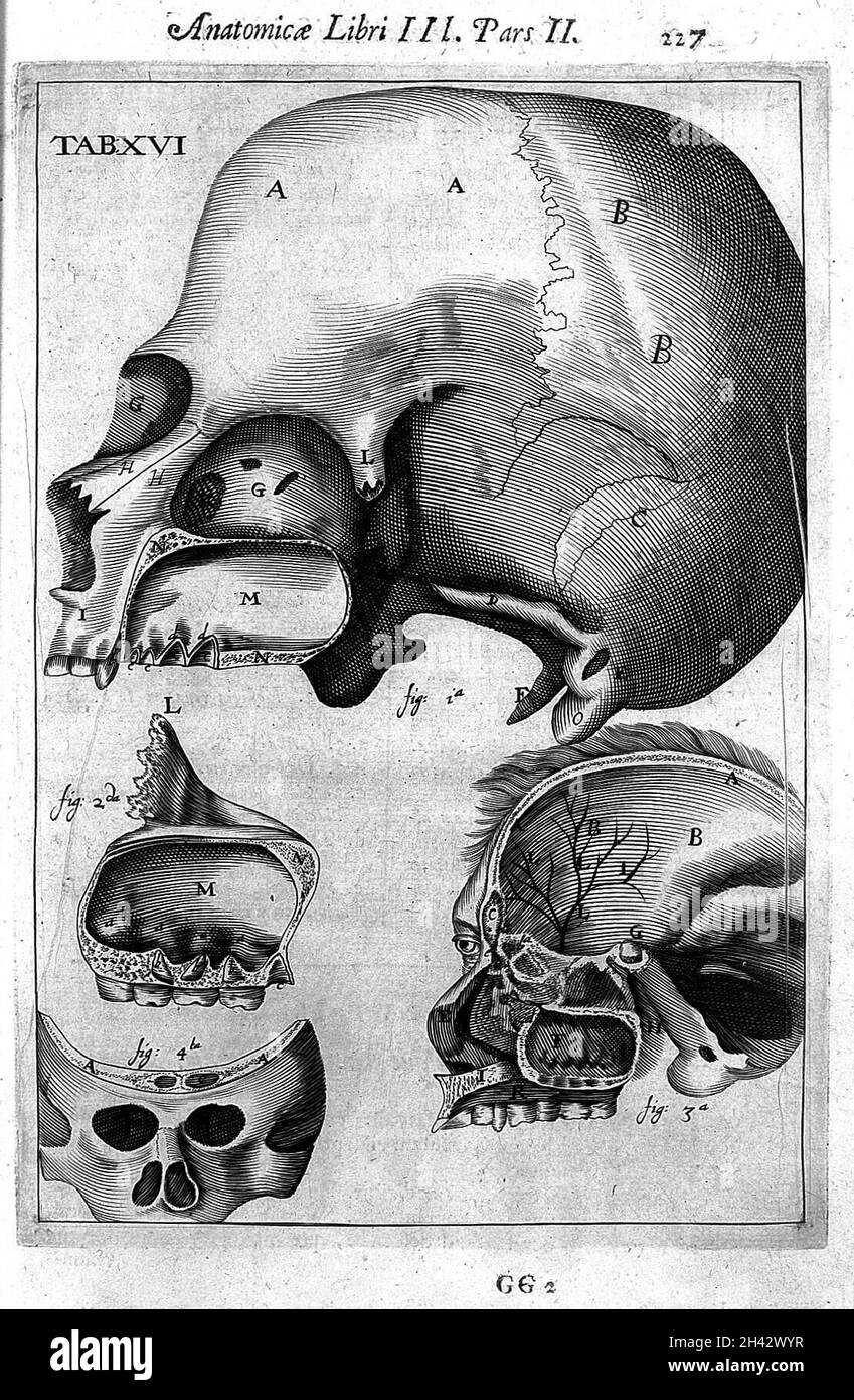 Skull from Highmore, Corporis humani disquisitio anatomica, 1651 Stock ...