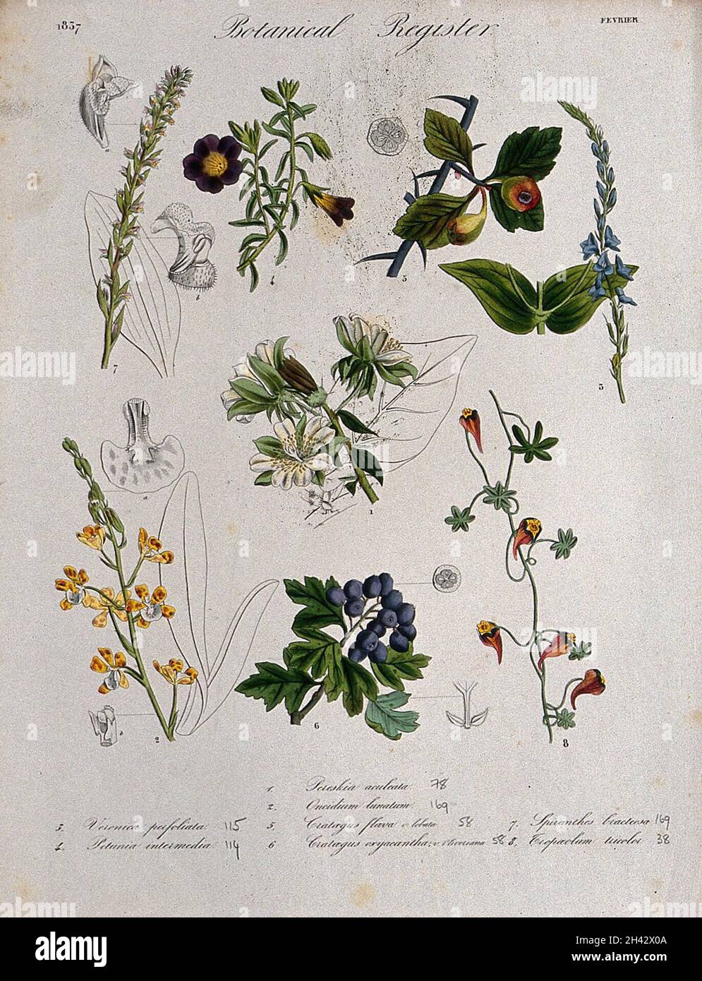 Eight plants, including two orchids and two hawthorns: flowering stems ...