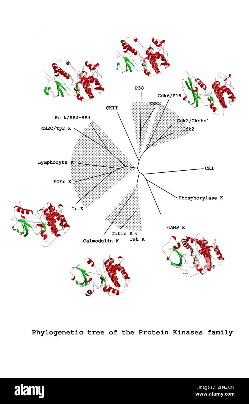 Protein kinase family phylogeny, mol.models Stock Photo - Alamy