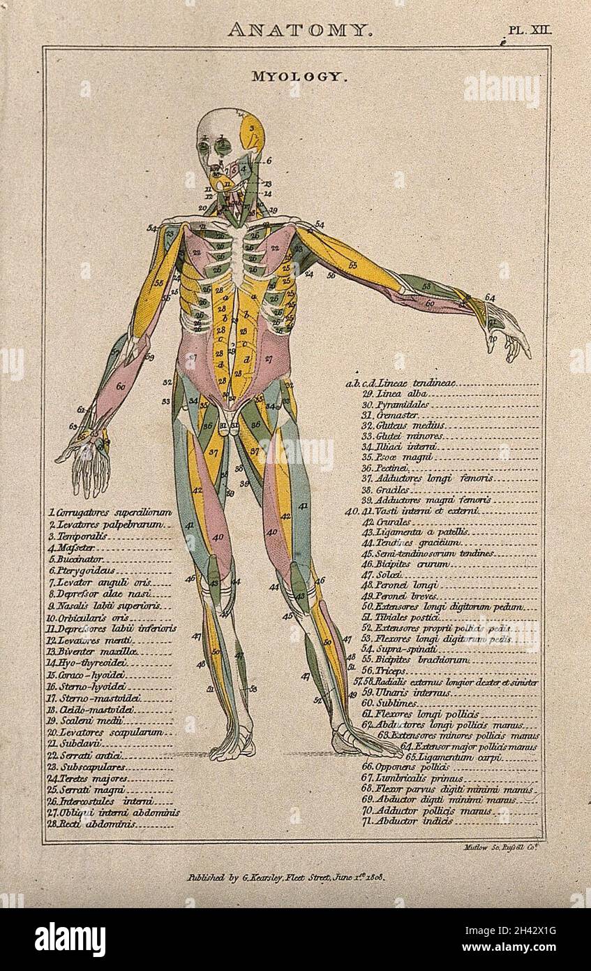 An écorché: with left arm extended to the side, seen from the front ...