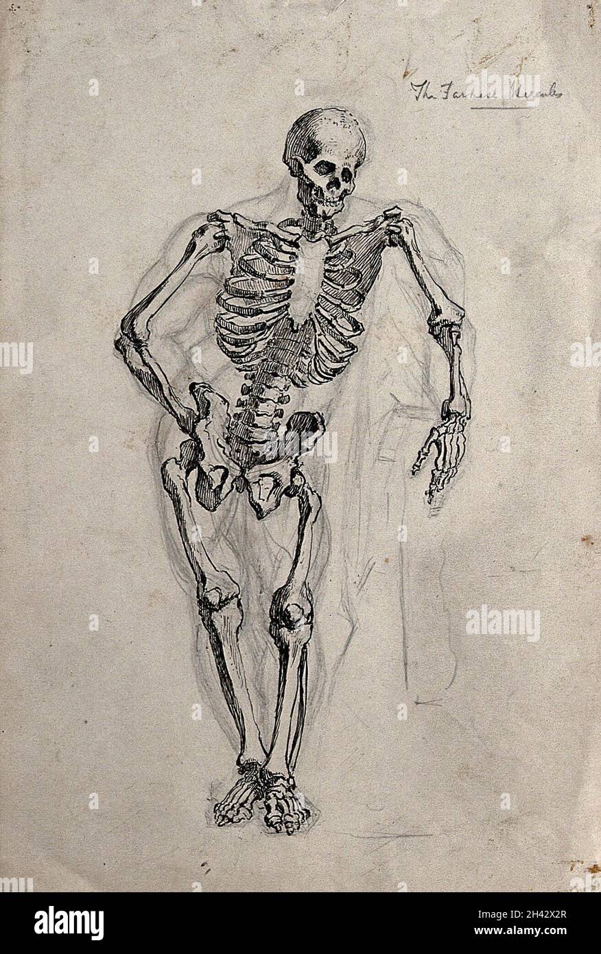 A skeleton in the pose of the Farnese Hercules. Pen and ink drawing ...