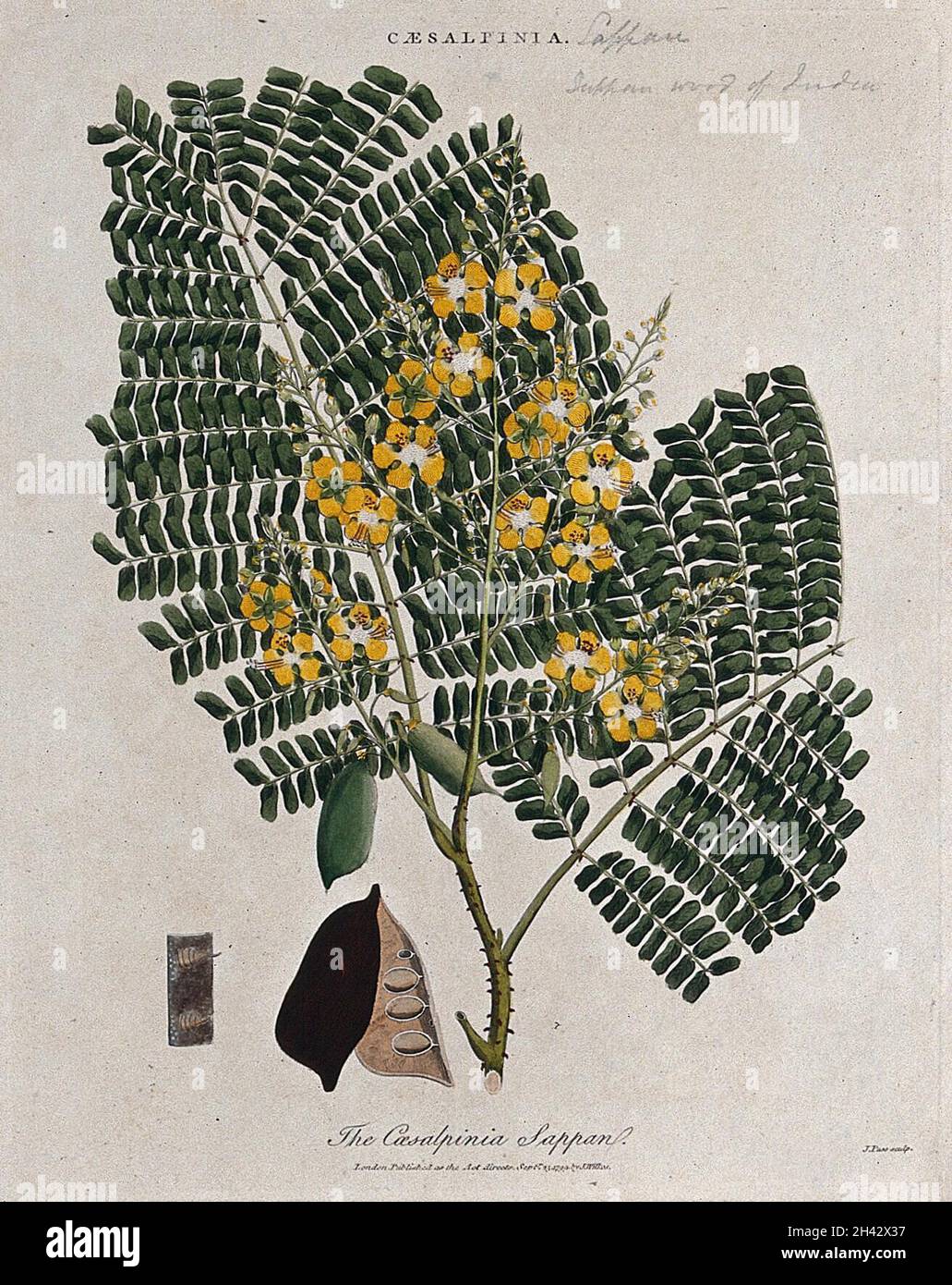 Sappanwood tree (Caesalpinia sappan): flowering branch, pod and thorns ...