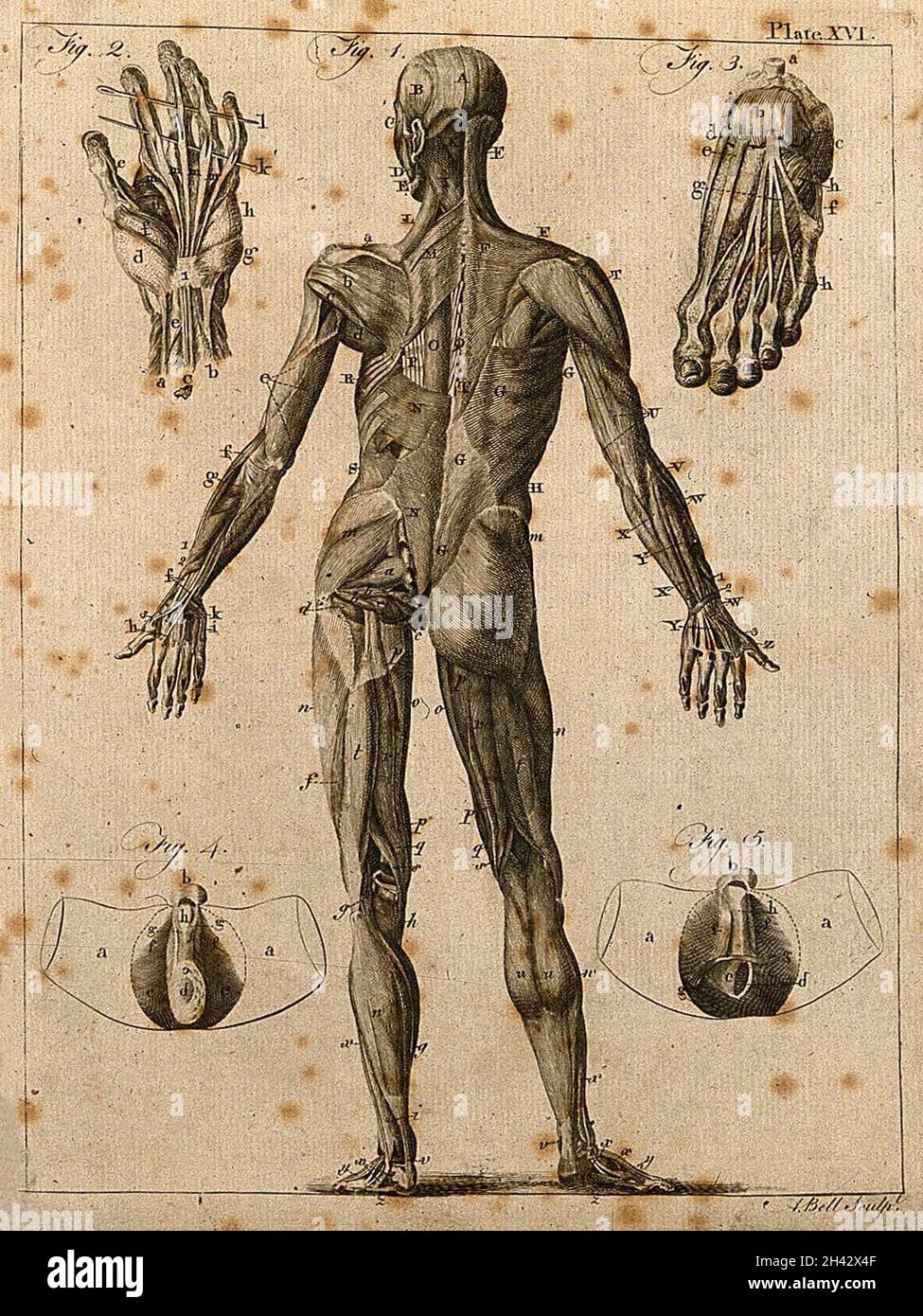 An écorché figure seen from behind, with details of the muscles of the ...