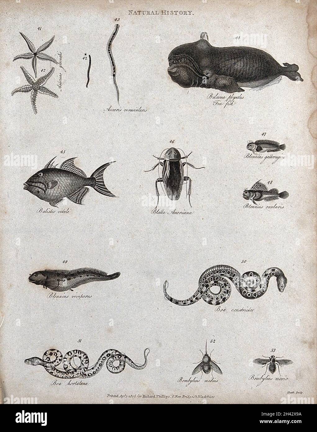 Above, two starfish, two worms, a fin whale, a fish, a cockroach and ...