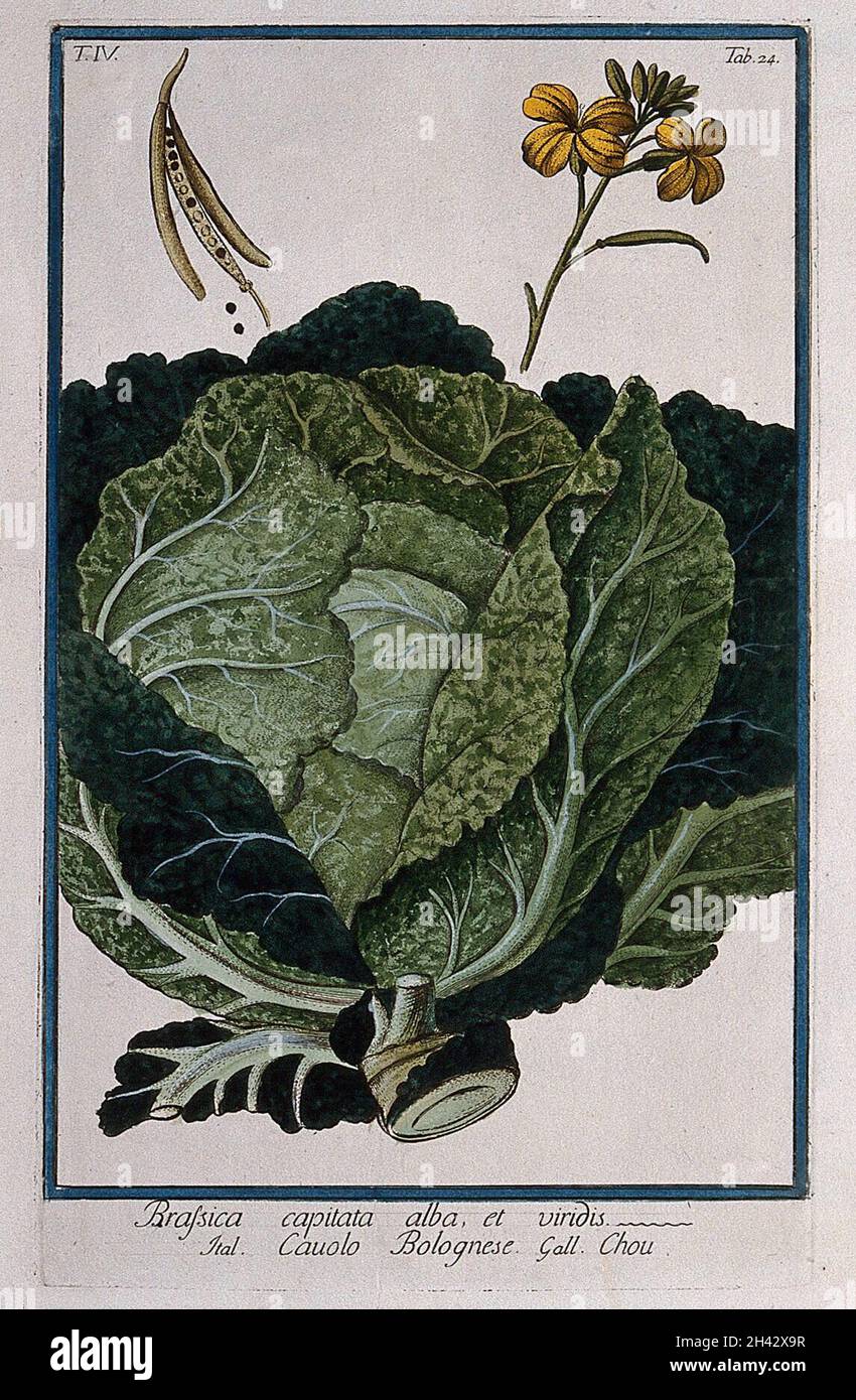 Cabbage (Brassica oleracea var. capitata L.): large leafy head with ...