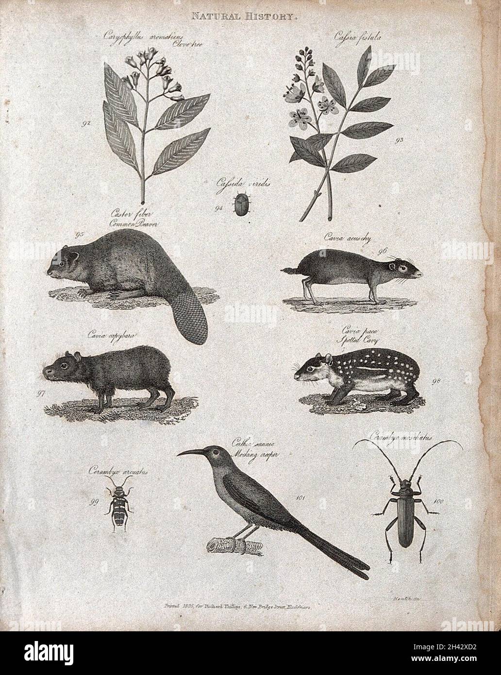 Beaver beetle hi-res stock photography and images - Alamy