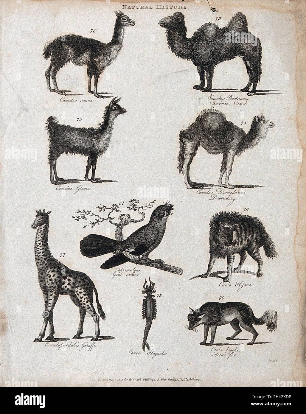 Above, two camels, a llama and and a dromedary; below, a giraffe, a ...