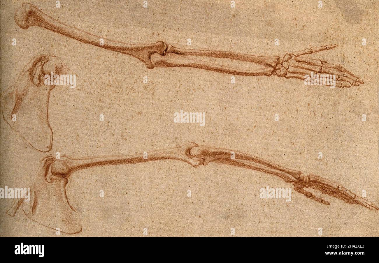 The bones of arm and scapula: three figures. Red-chalk drawing, 17th ...