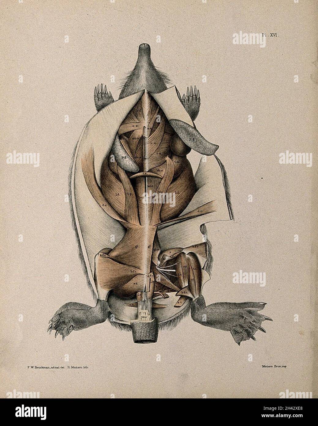 Dissection of a mole: view of the underside of the animal, showing the ...