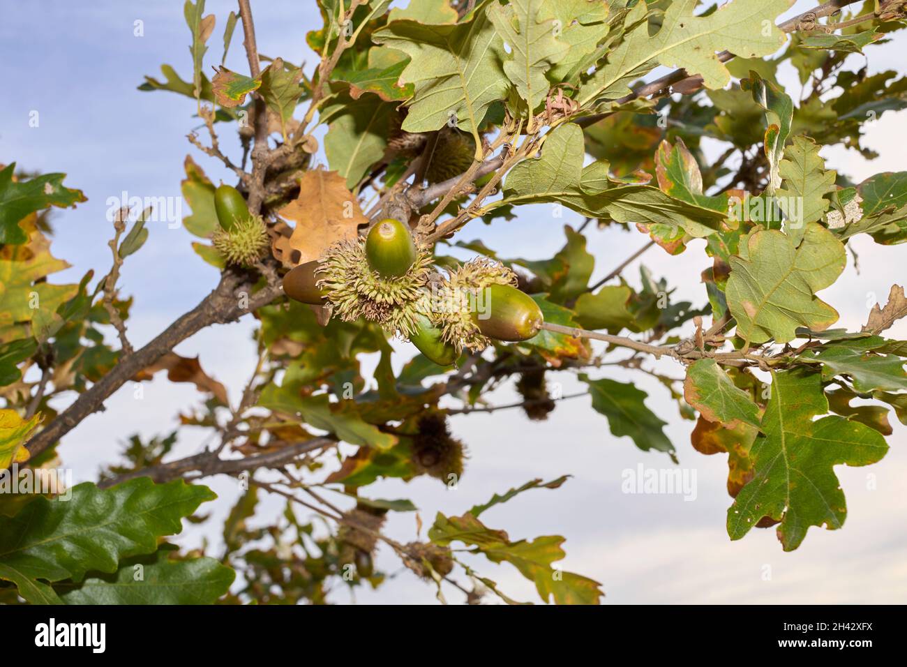Quercus cerris branch and trunk close up Stock Photo - Alamy