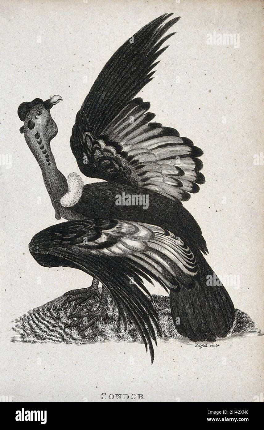 A condor sitting on the ground lifting the right wing. Etching by M ...
