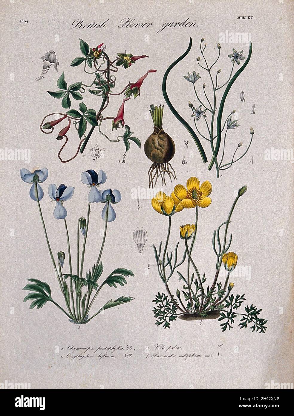 Four British garden plants: flowering stems and floral segments ...